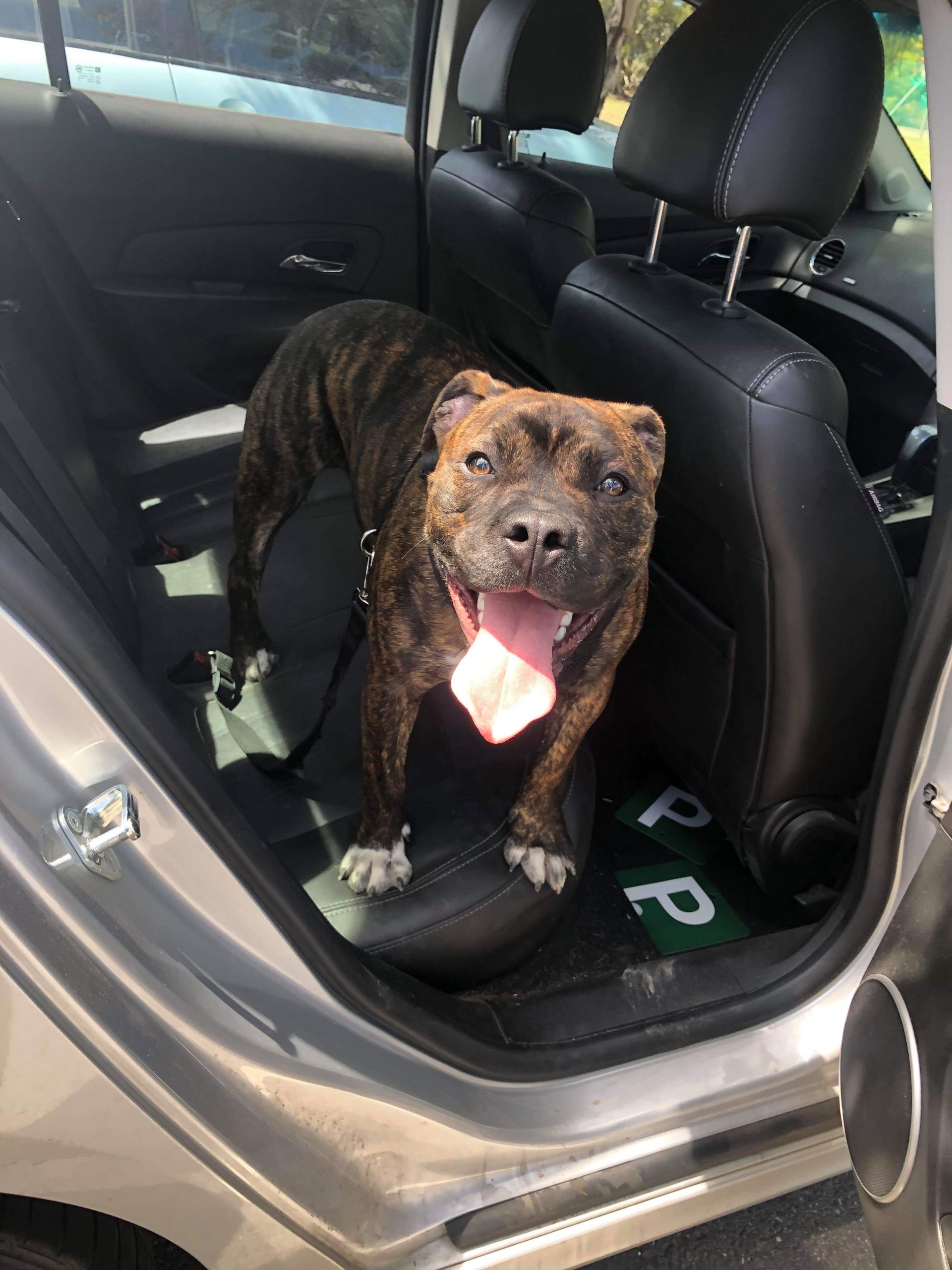 pug car - Future Force